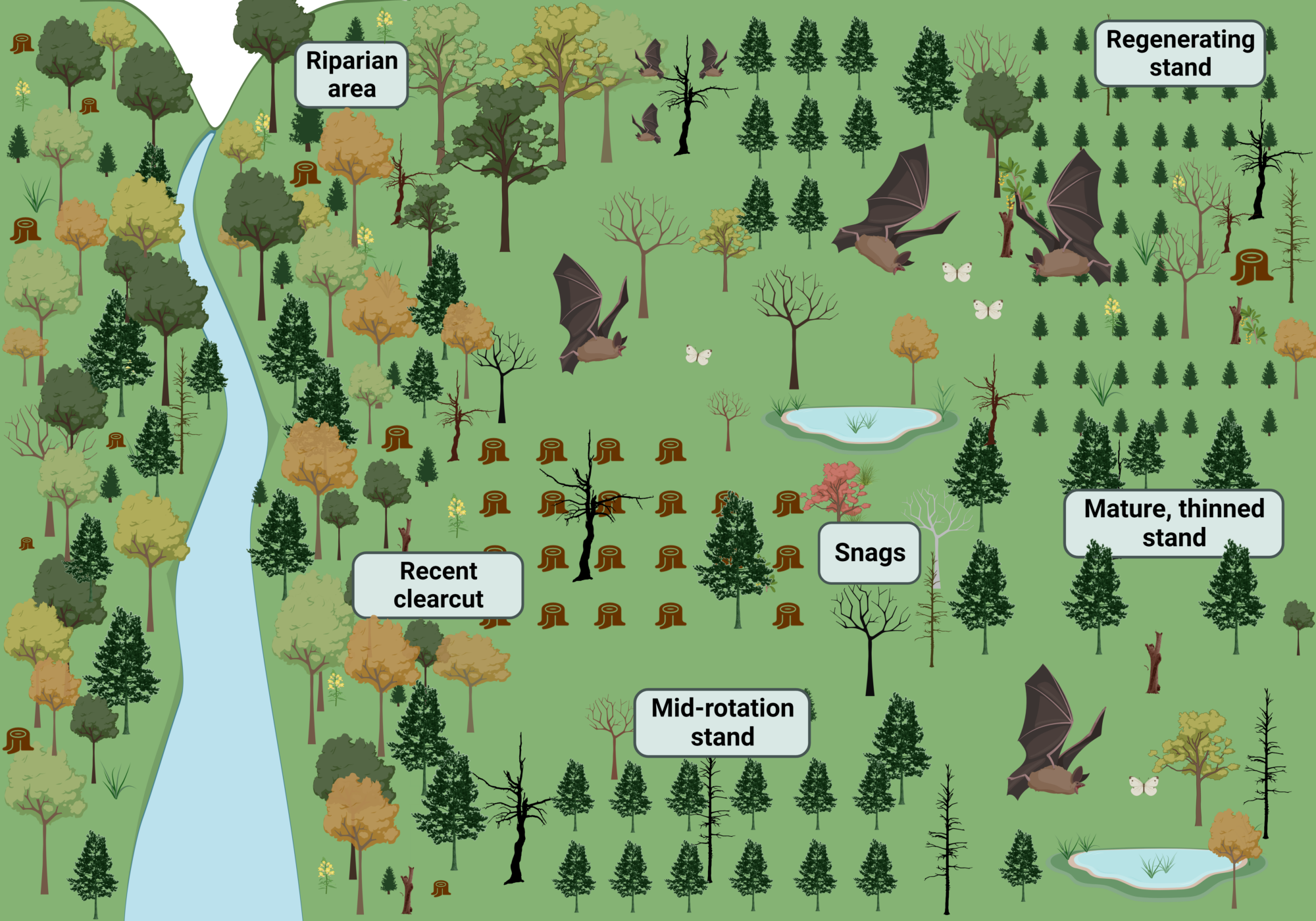 Forest Management Considerations for Bats in the Eastern United States ...